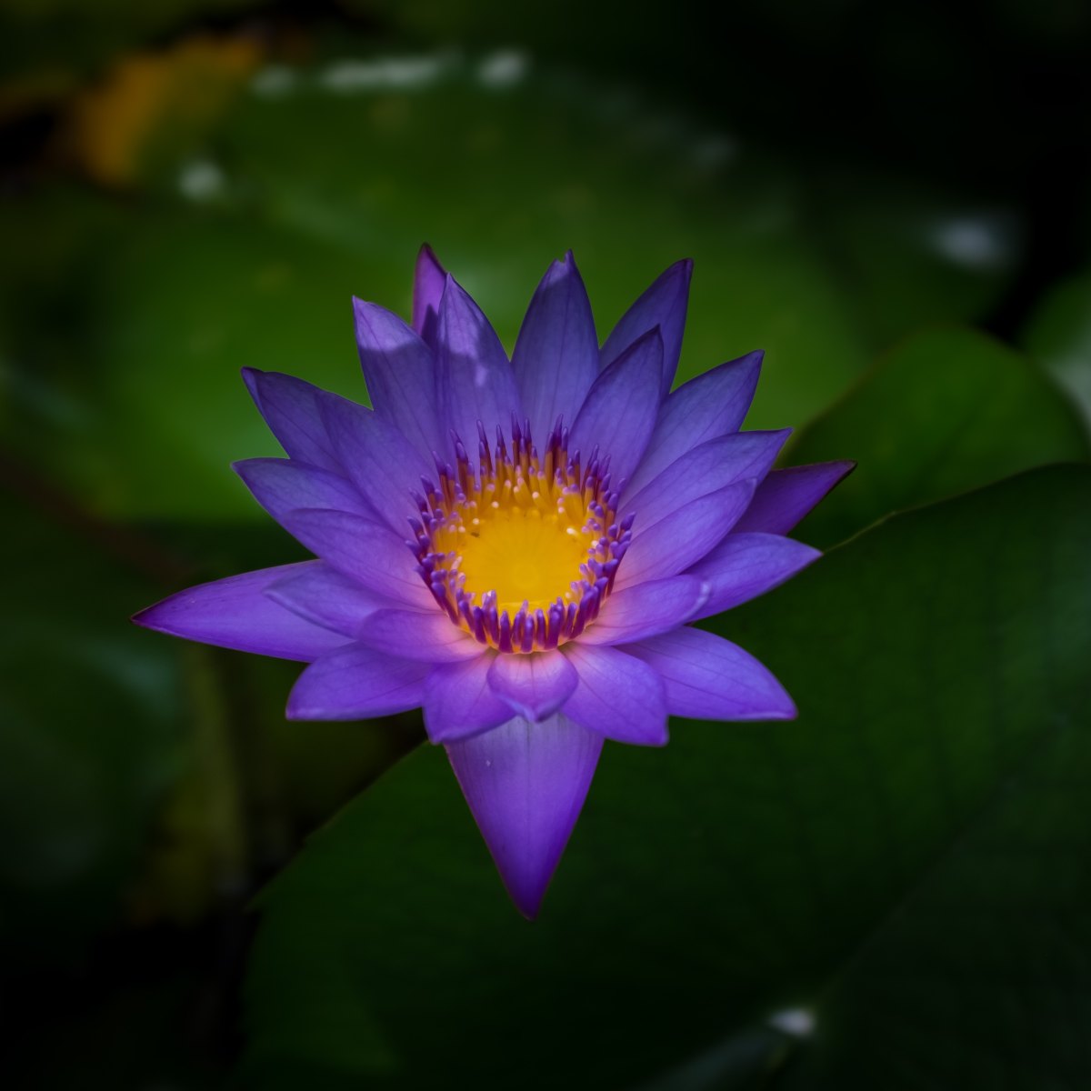 A collaboration with Jim Rajan – Love's Beginning